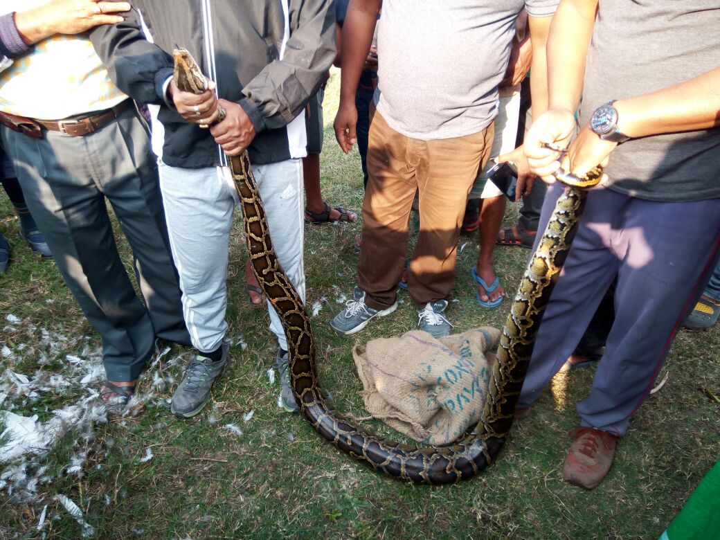 Python rescued | Assam Times