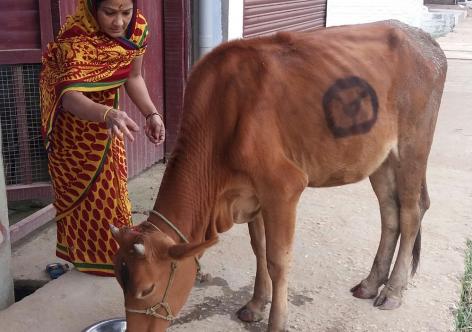 Gopashtami Celebrated in Hojai | Assam Times