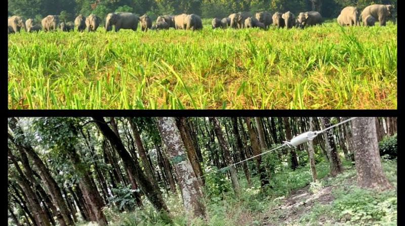 Tea garden blocks wild elephant corridor in Udalguri | Assam Times