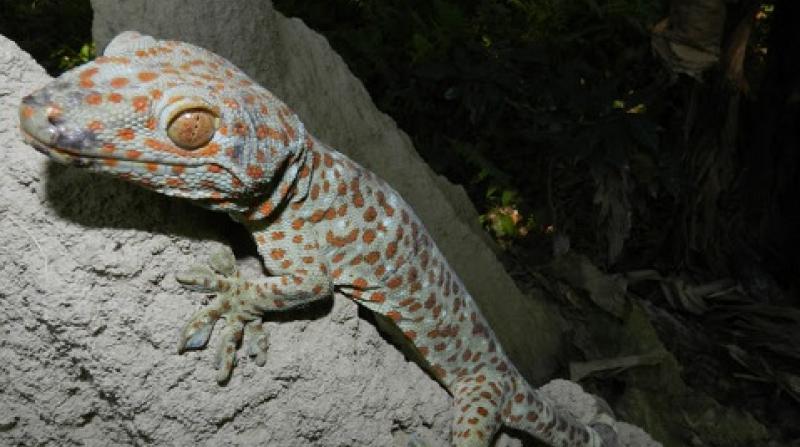 Poacher eyes on Assam's lesser wildlife | Assam Times