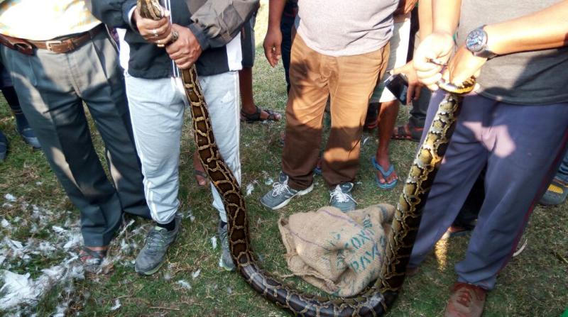 Python rescued | Assam Times
